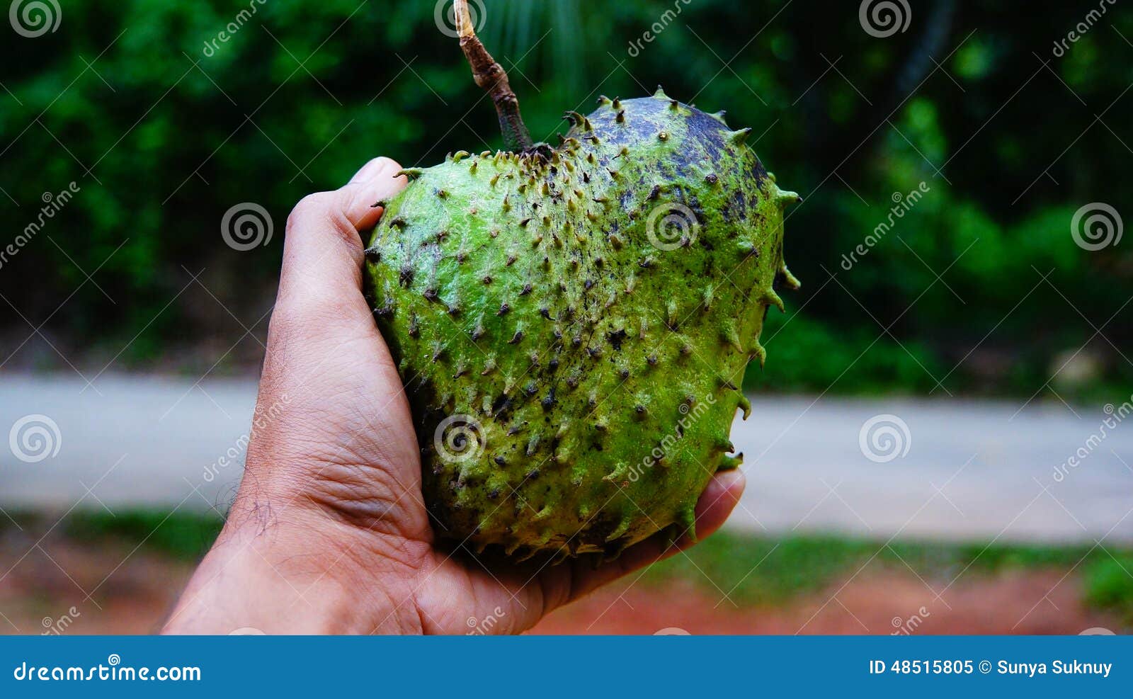 Thorny fruit stock image. Image of southeast, scent, sweet - 48515805 Thorny fruit stock image. Image of southeast, scent, sweet - 48515805
