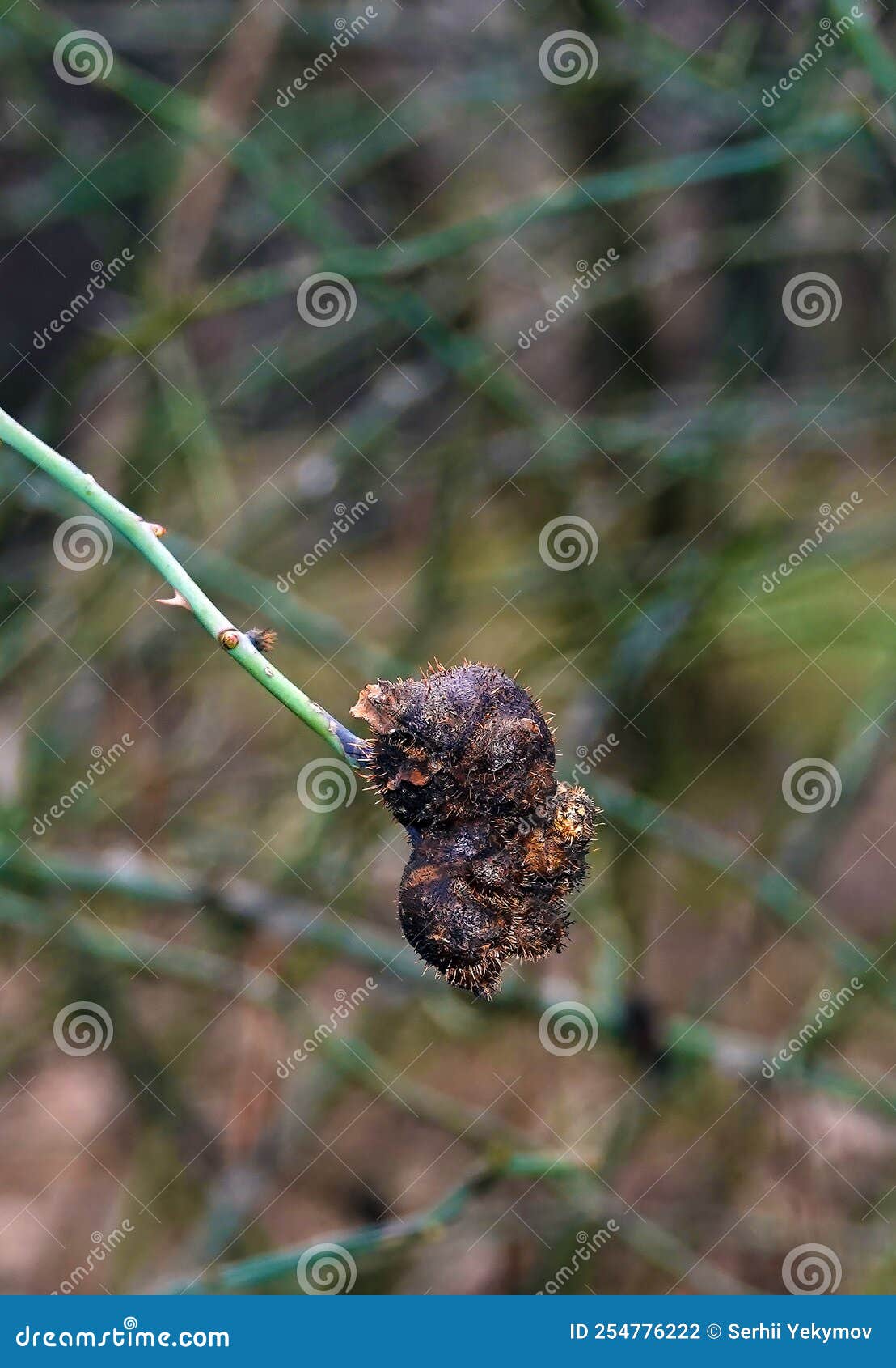 Thorny growths on branches stock photo. Image of tree - 254776222