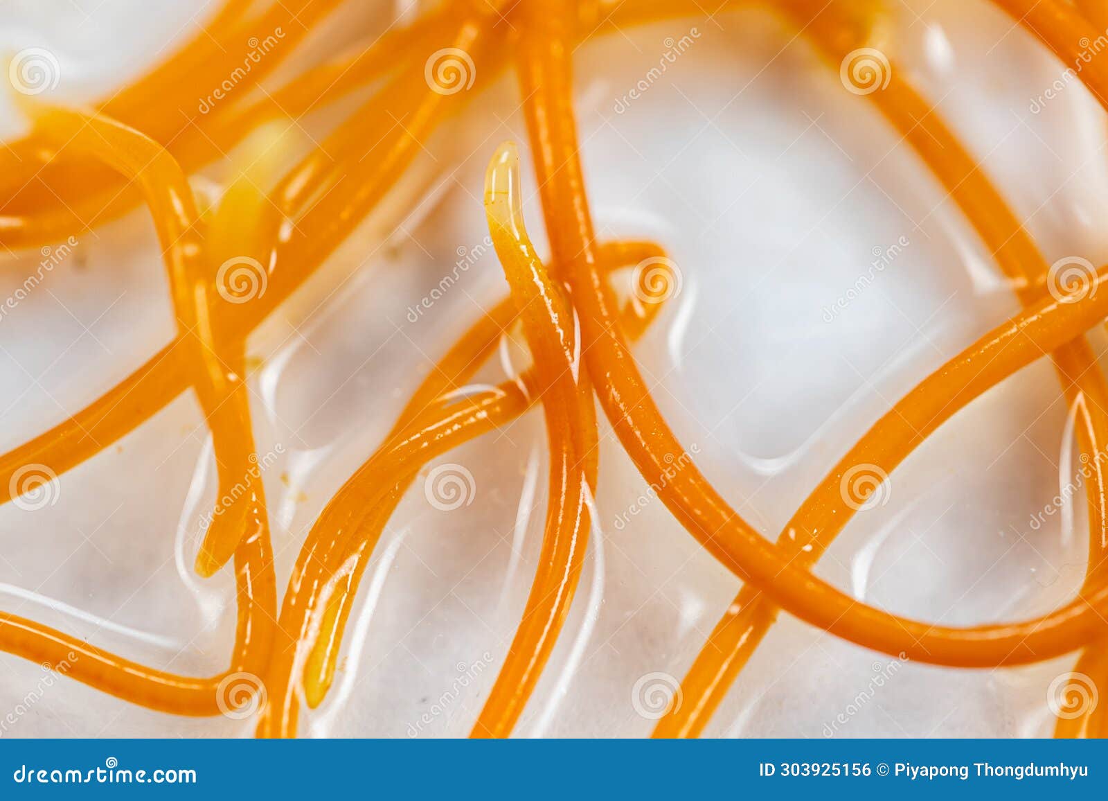 Thorny-headed Worms, or Spiny-headed Worms and Ascaris Under the ...