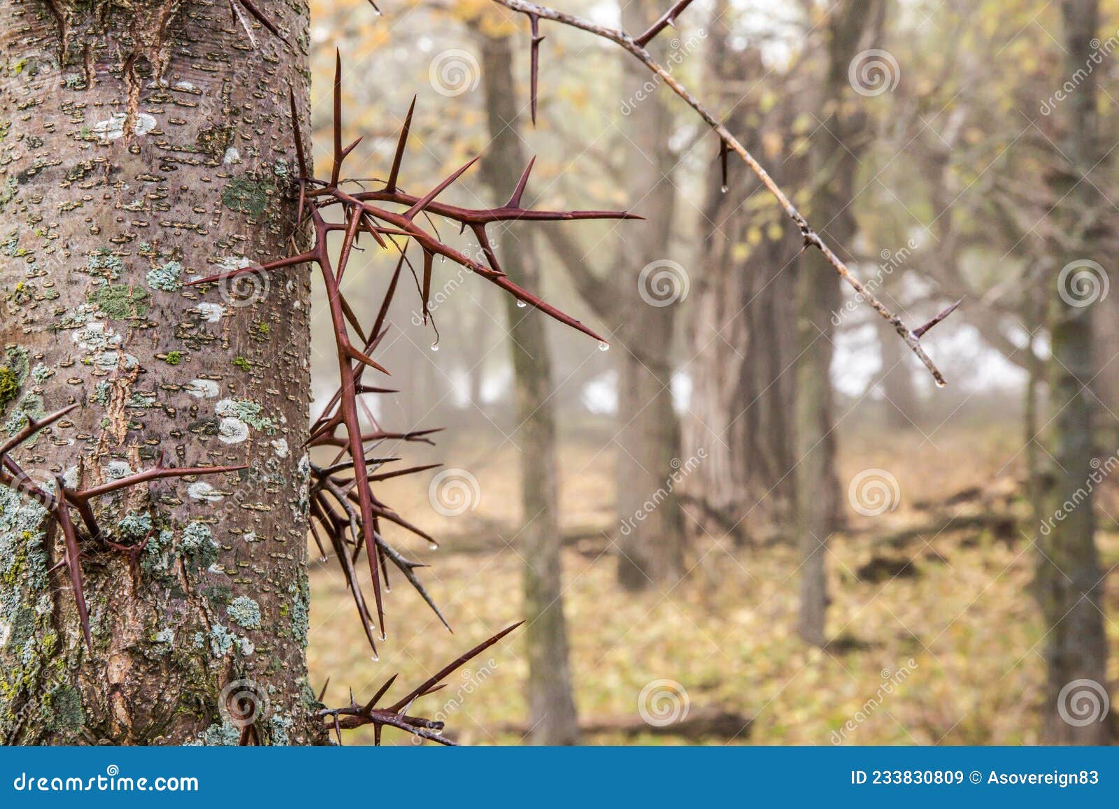 Thorny Honey Locust Tree with Sharp Spikes. Stock Image - Image of ... Thorny Honey Locust Tree with Sharp Spikes. Stock Image - Image of ...