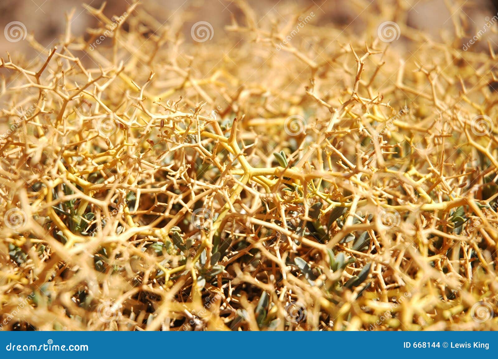 Thorny Issue stock photo. Image of thorny, depth, closeup - 668144