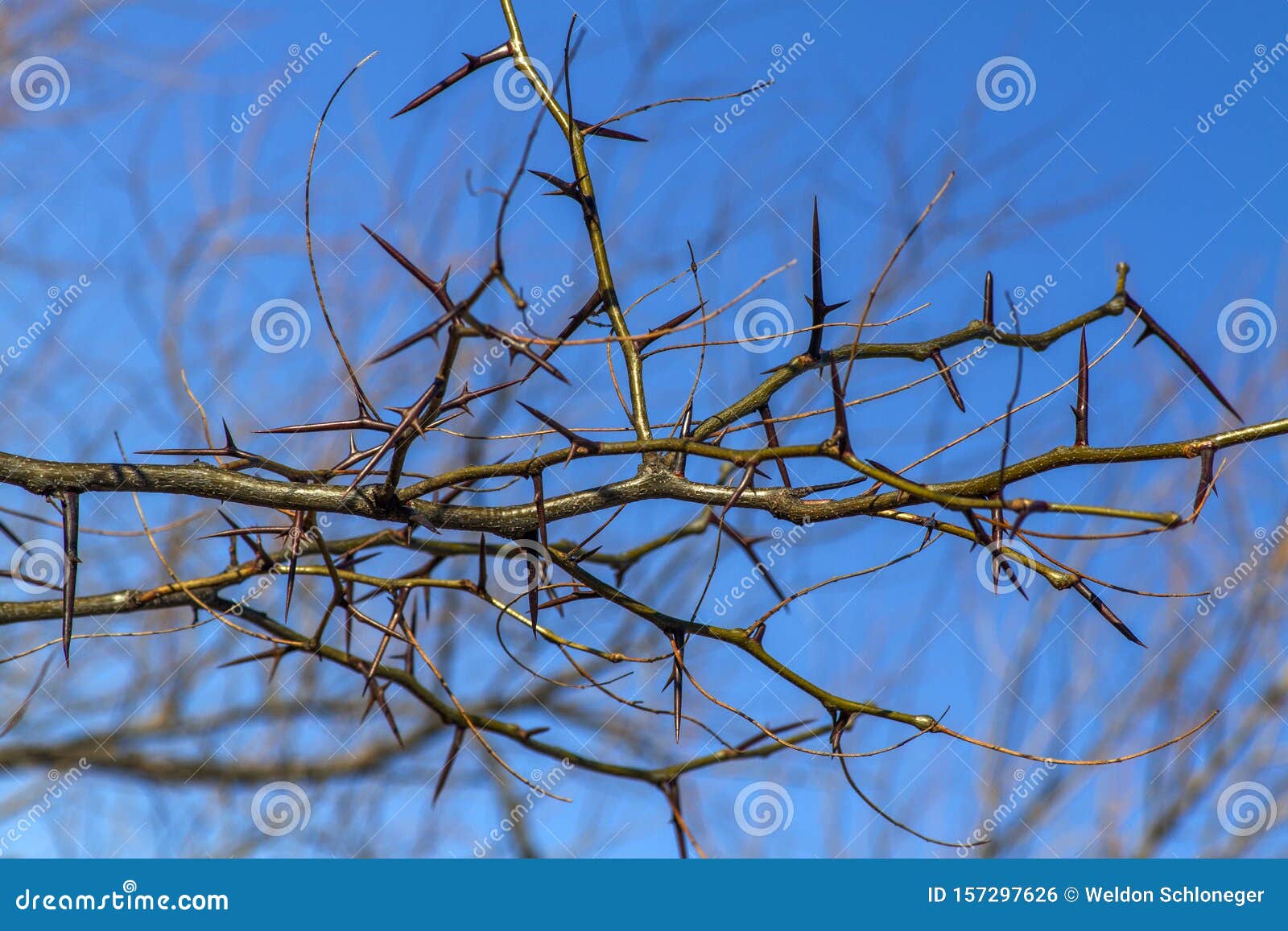 Thorny Locust Tree, Bare Branches Stock Photo - Image of thorny, tree ...