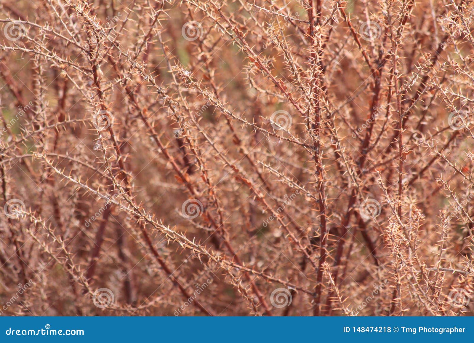 A Pattern Formed by a Thorny Plant Weed Stock Photo - Image of thorns ...
