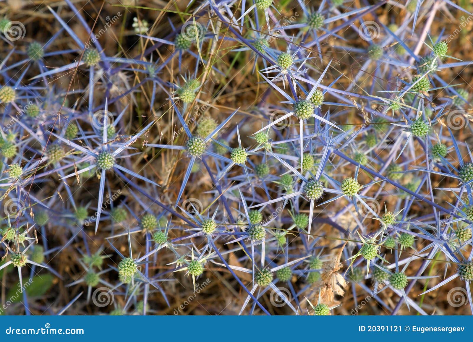 Thorny Plants Background Texture Stock Image - Image of danger ...