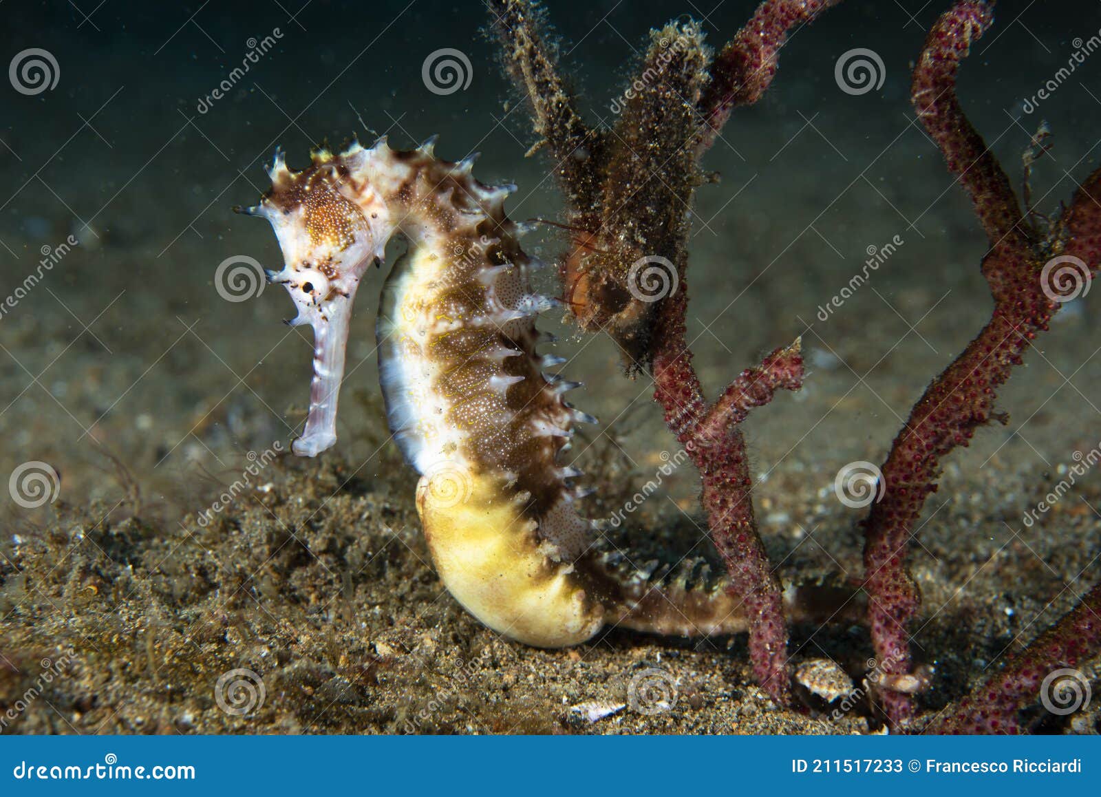 Thorny Seahorse Hippocampus Histrix Stock Image - Image of biodiversity ...