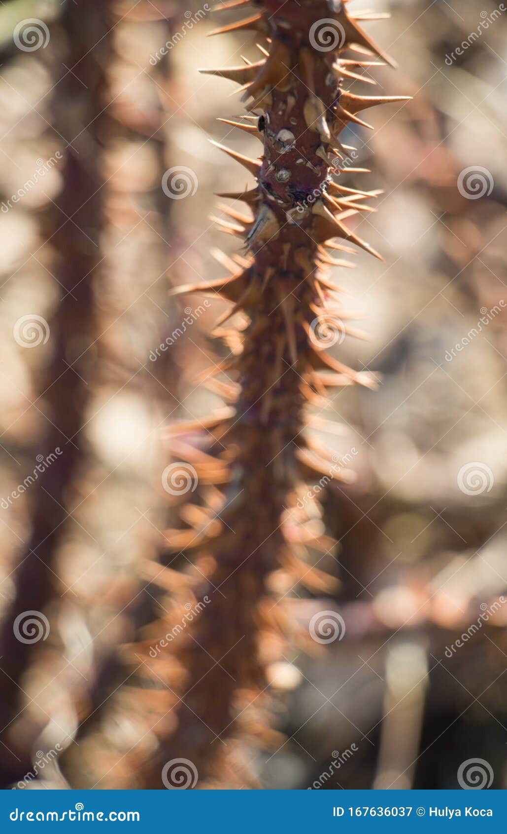 Thorny Stem of a Plant in Display Stock Image - Image of nature, leaf ...