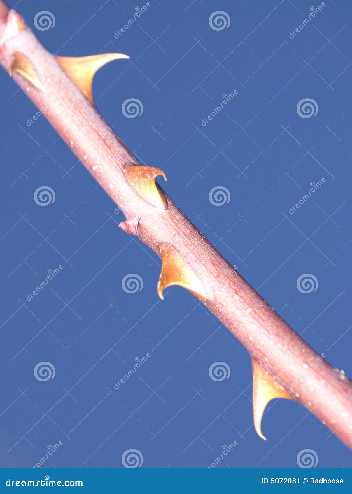 Thorny stem of a rose stock image. Image of thorn, close - 5072081