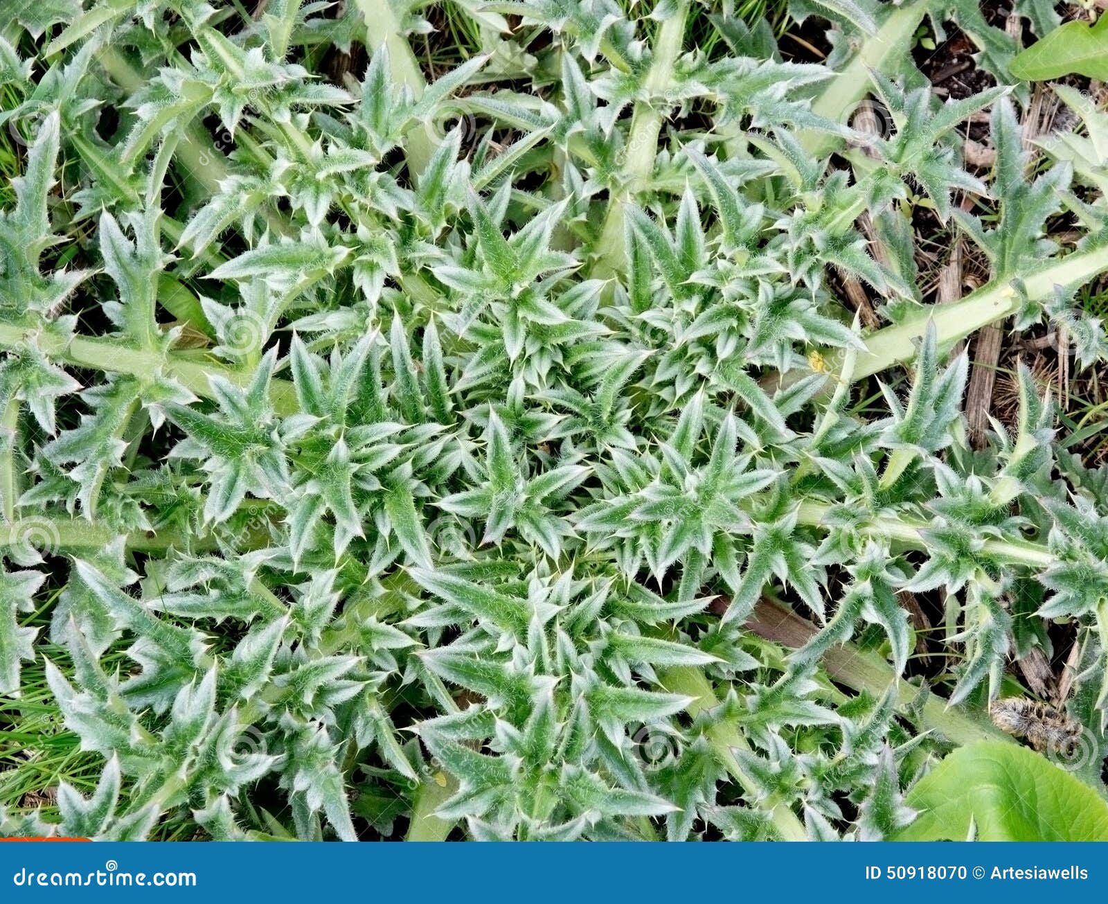 Thorny thistle weed stock photo. Image of life, colors - 50918070