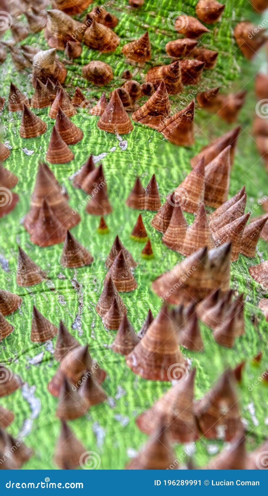 Texture And Thorns At The Edge Of The Bromeliad Leaves Royalty-Free ...