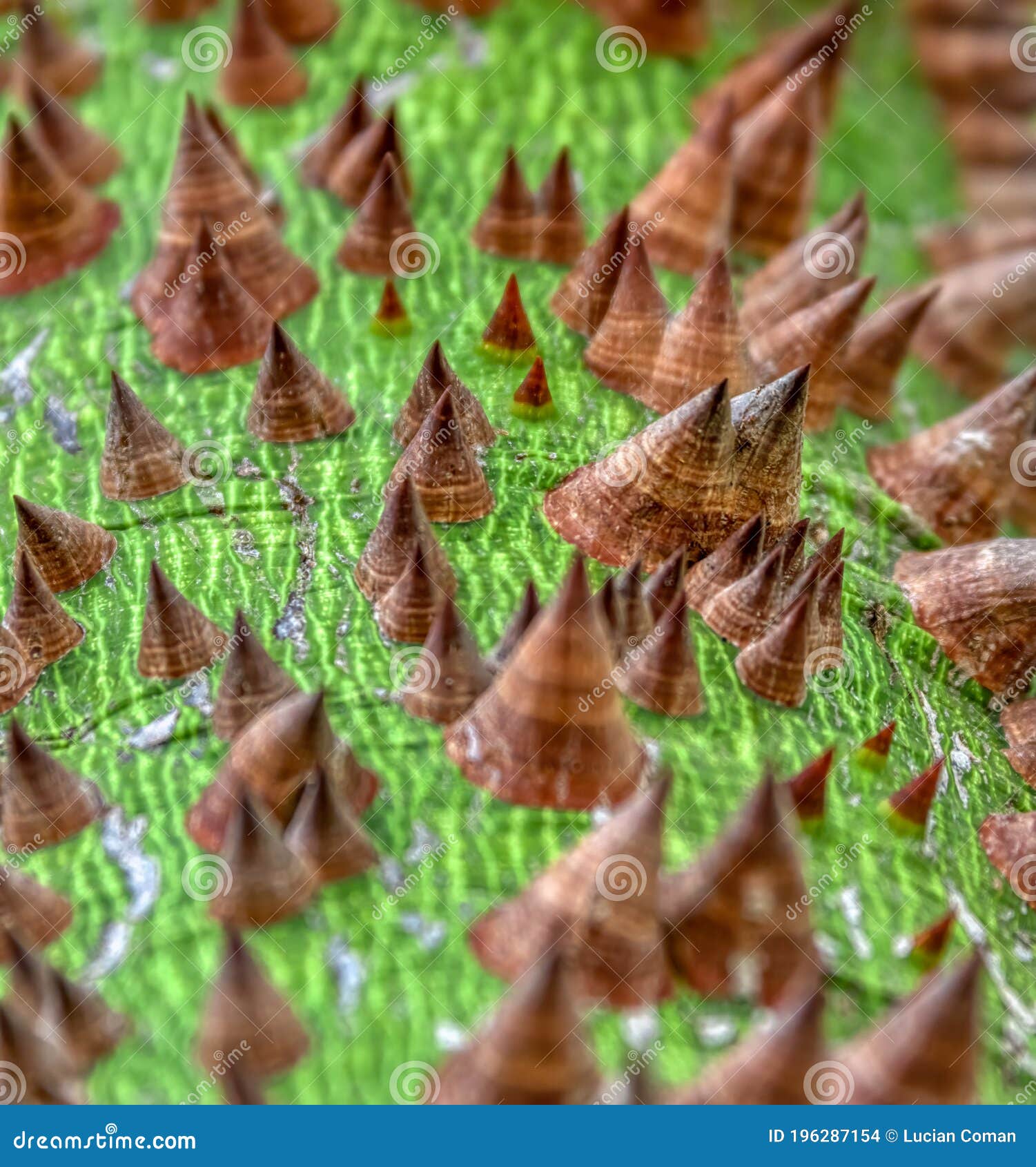 Texture And Thorns At The Edge Of The Bromeliad Leaves Royalty-Free ...