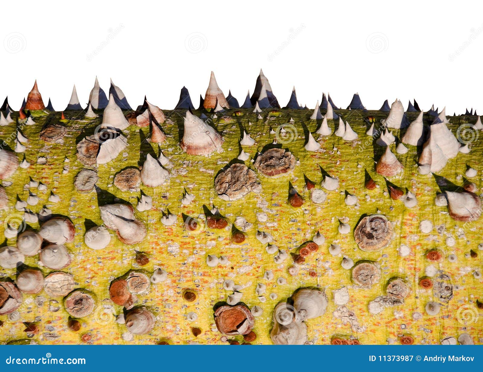 Thorny Trunk Frame Background Photos - Free & Royalty-Free Stock Photos ...