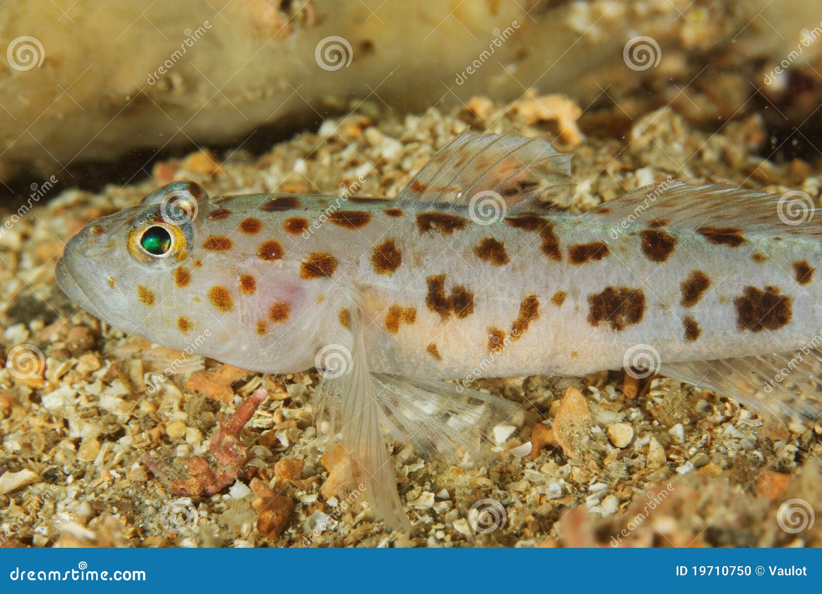 Thorogobius Ephippiatus - Leopard Goby Stock Photo - Image of fish ...