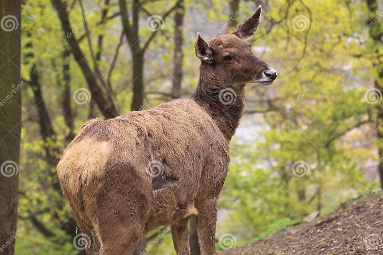 Thorold s deer stock image. Image of lipped, mammal, albirostris - 28071993