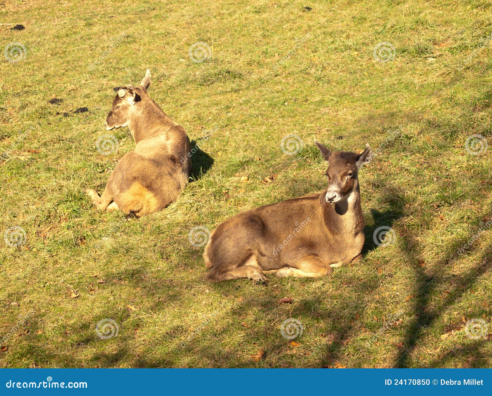 Thorold S White-lipped Deer Stock Photo - Image of relaxing, mammals ...