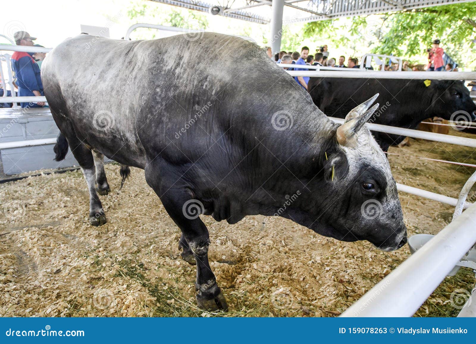 Thoroughbred Breeding Cows on the Farm. Ukraine. 2017 Editorial Stock ...