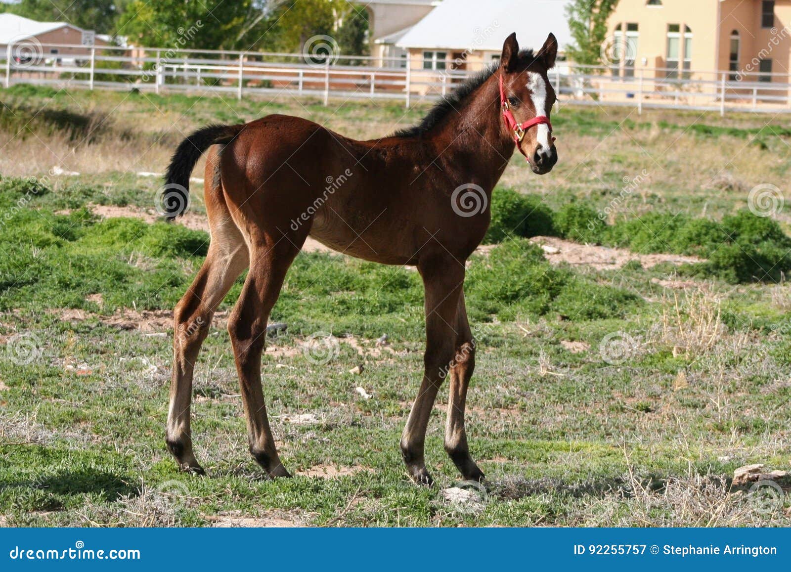 Thoroughbred colt stock image. Image of farm, thoroughbred - 92255757