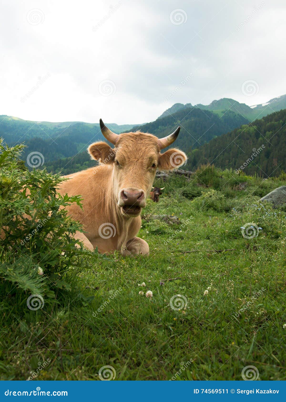 Thoroughbred Cow Peeking Out of the Bush in a Forest Stock Image ...