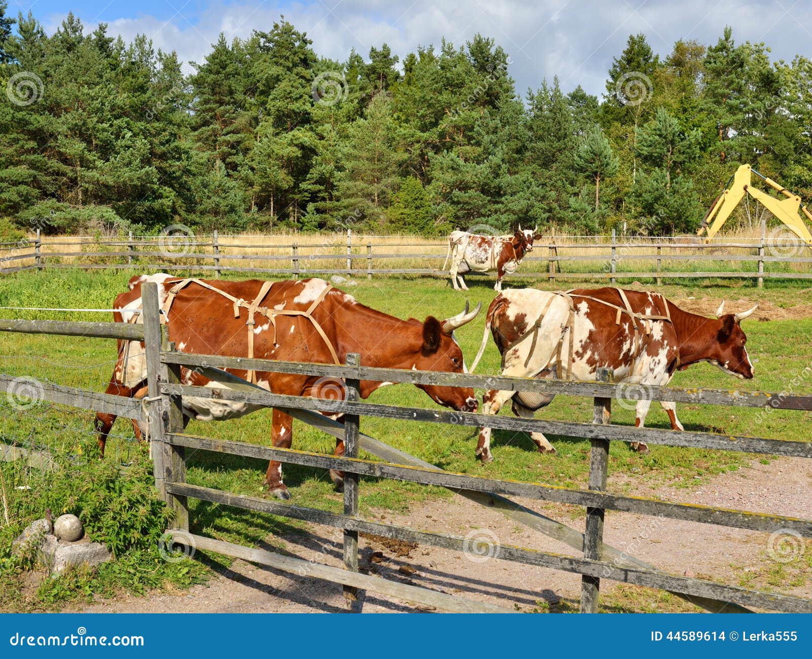 Thoroughbred Cows in Corral Stock Photo - Image of house, corral: 44589614