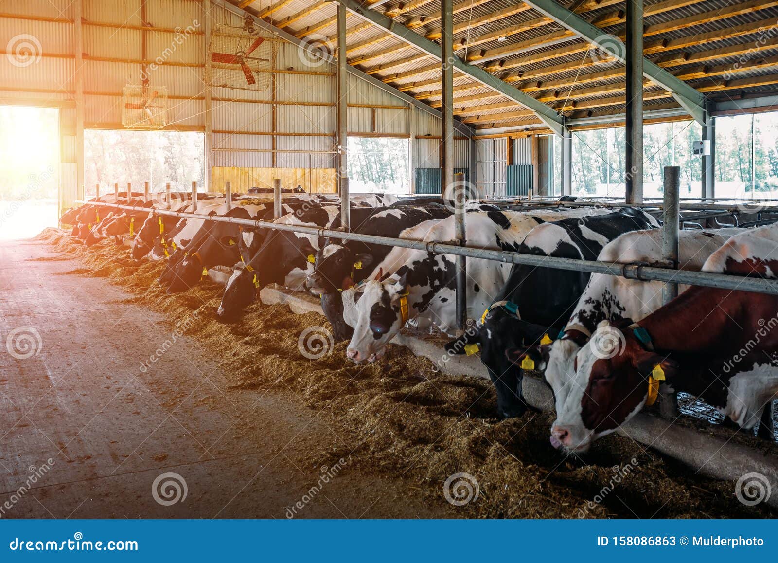 Thoroughbred Diary Cows in Modern Free Livestock Stall Stock Image ...