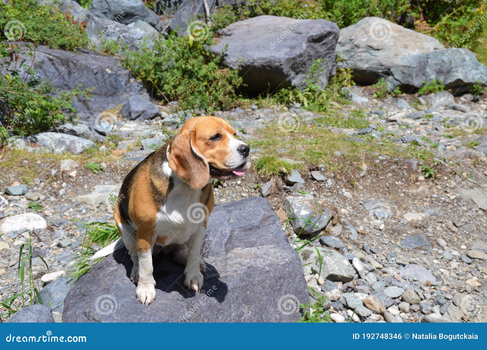 Bigul Stock Photos - Free & Royalty-Free Stock Photos from Dreamstime