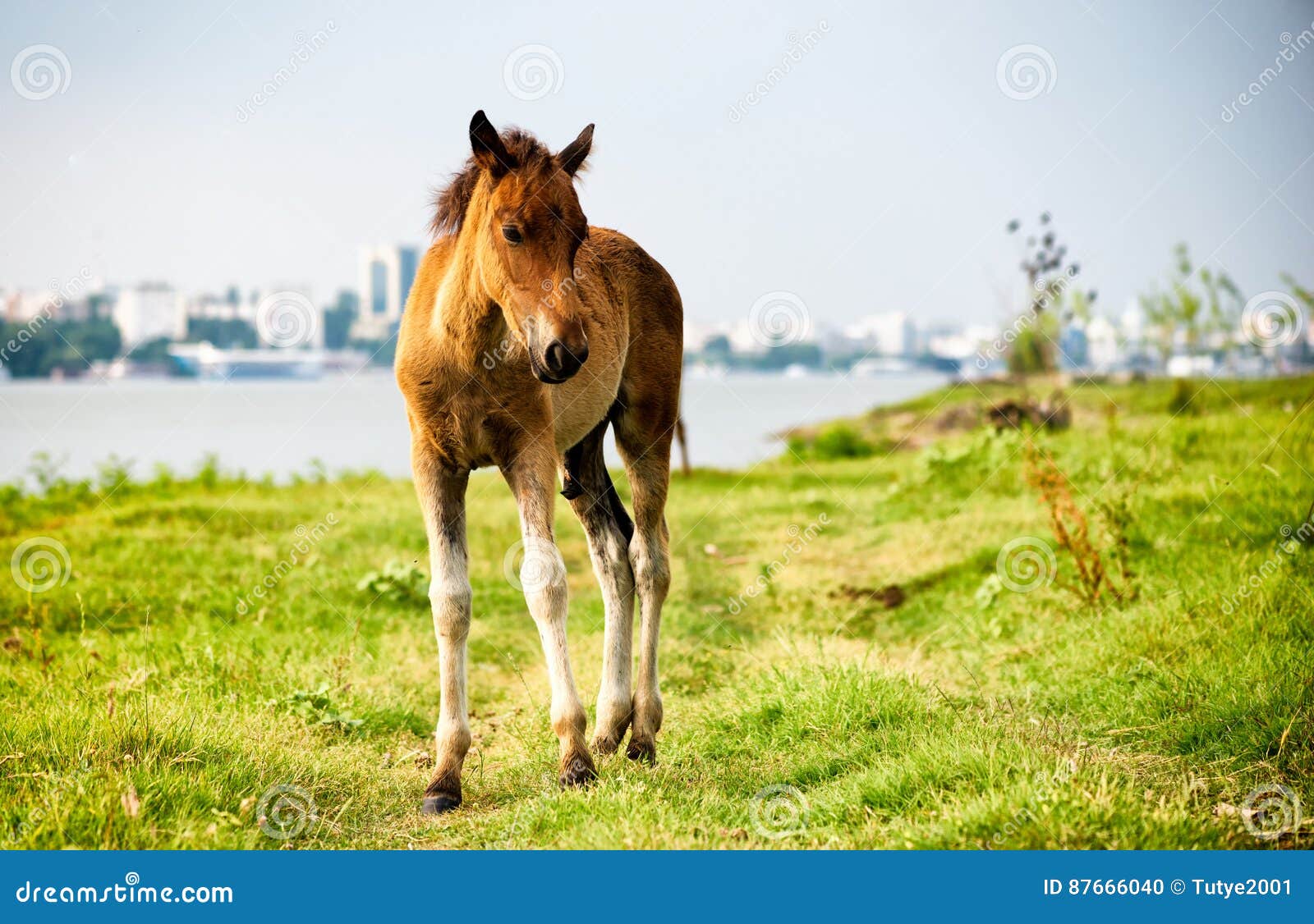 Thoroughbred Foal Standing Alone in Pasture in Spring Stock Photo ...