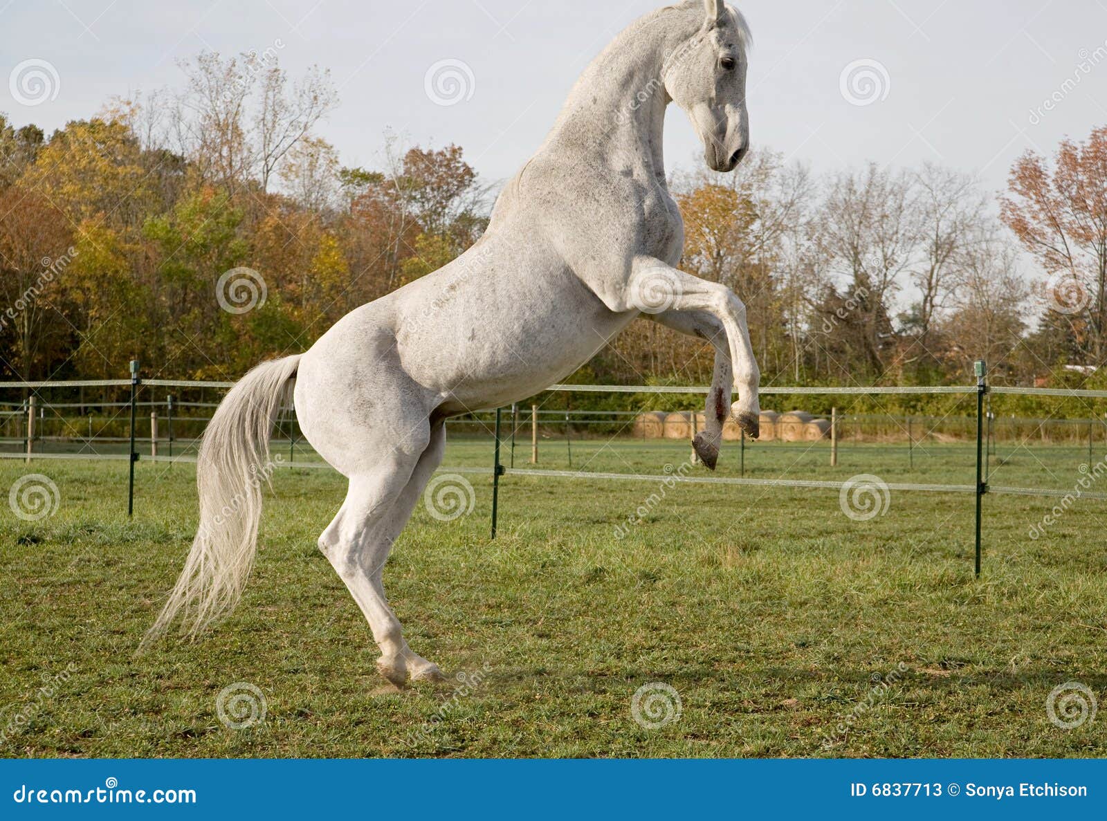 White Thoroughbred Mare