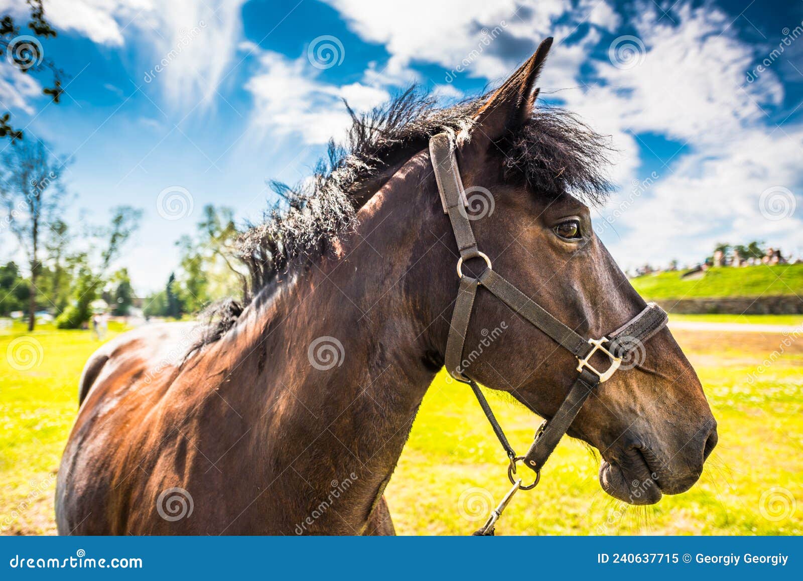 Thoroughbred Horse Close Up in the Front of the Fortress Stock Image ...