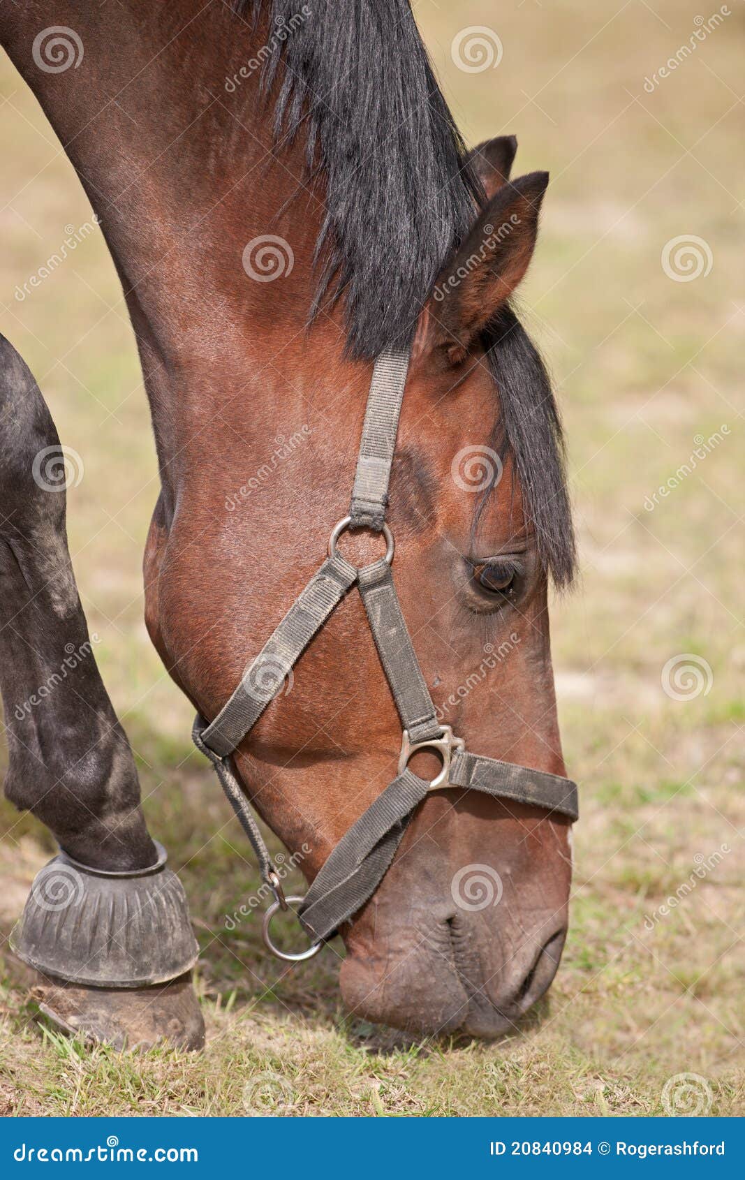 Thoroughbred Horse Grazing stock photo. Image of graze - 20840984