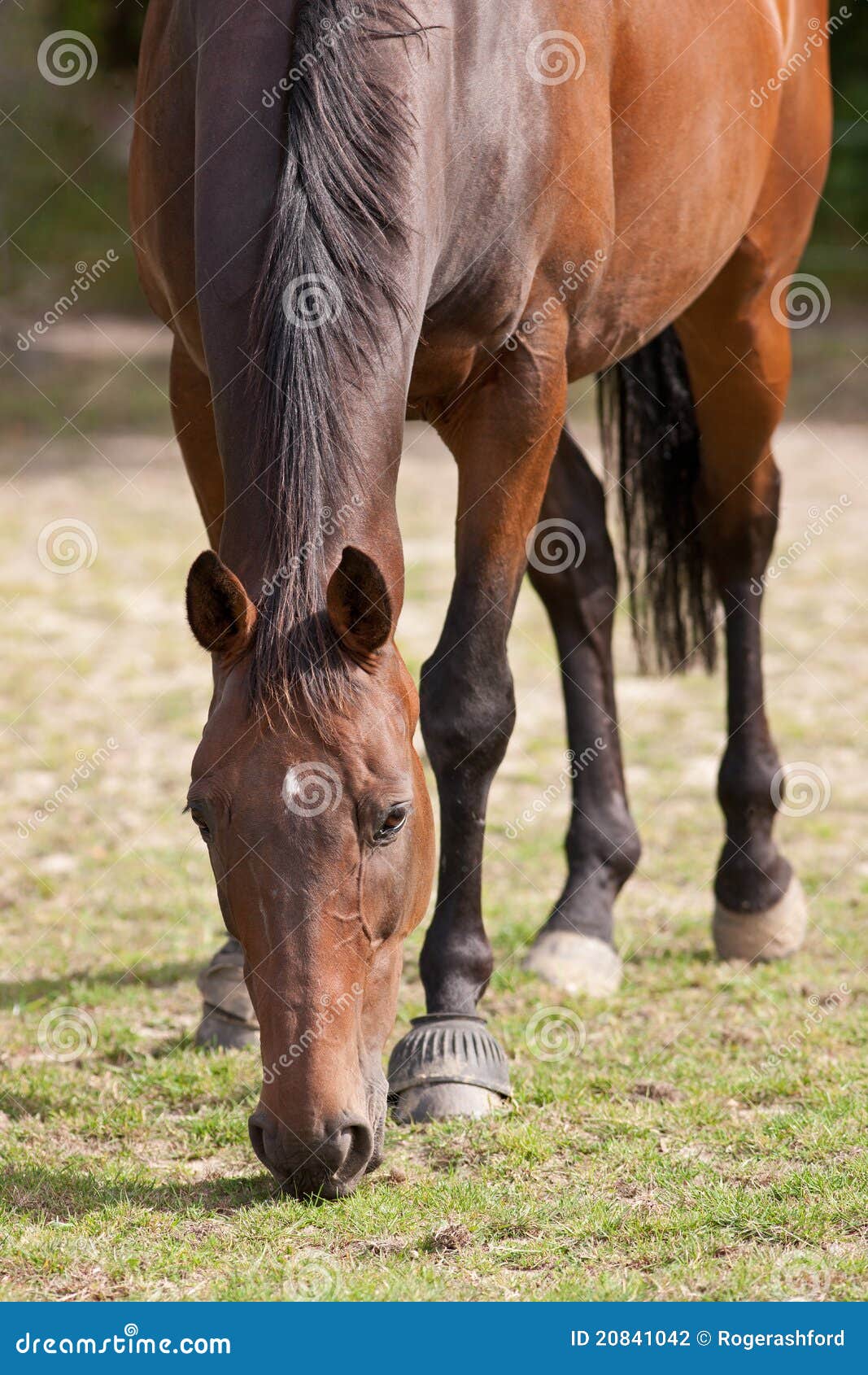 Thoroughbred Horse Grazing stock photo. Image of beauty - 20841042