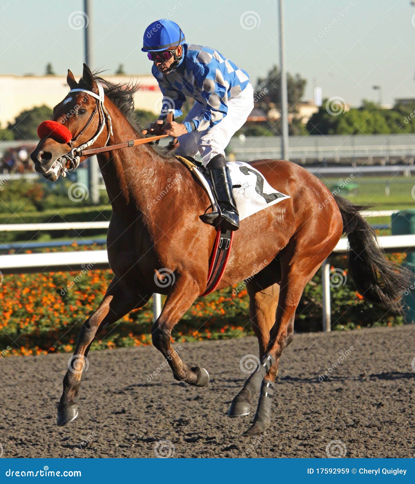 Thoroughbred Horse and Jockey Editorial Stock Image - Image of ...