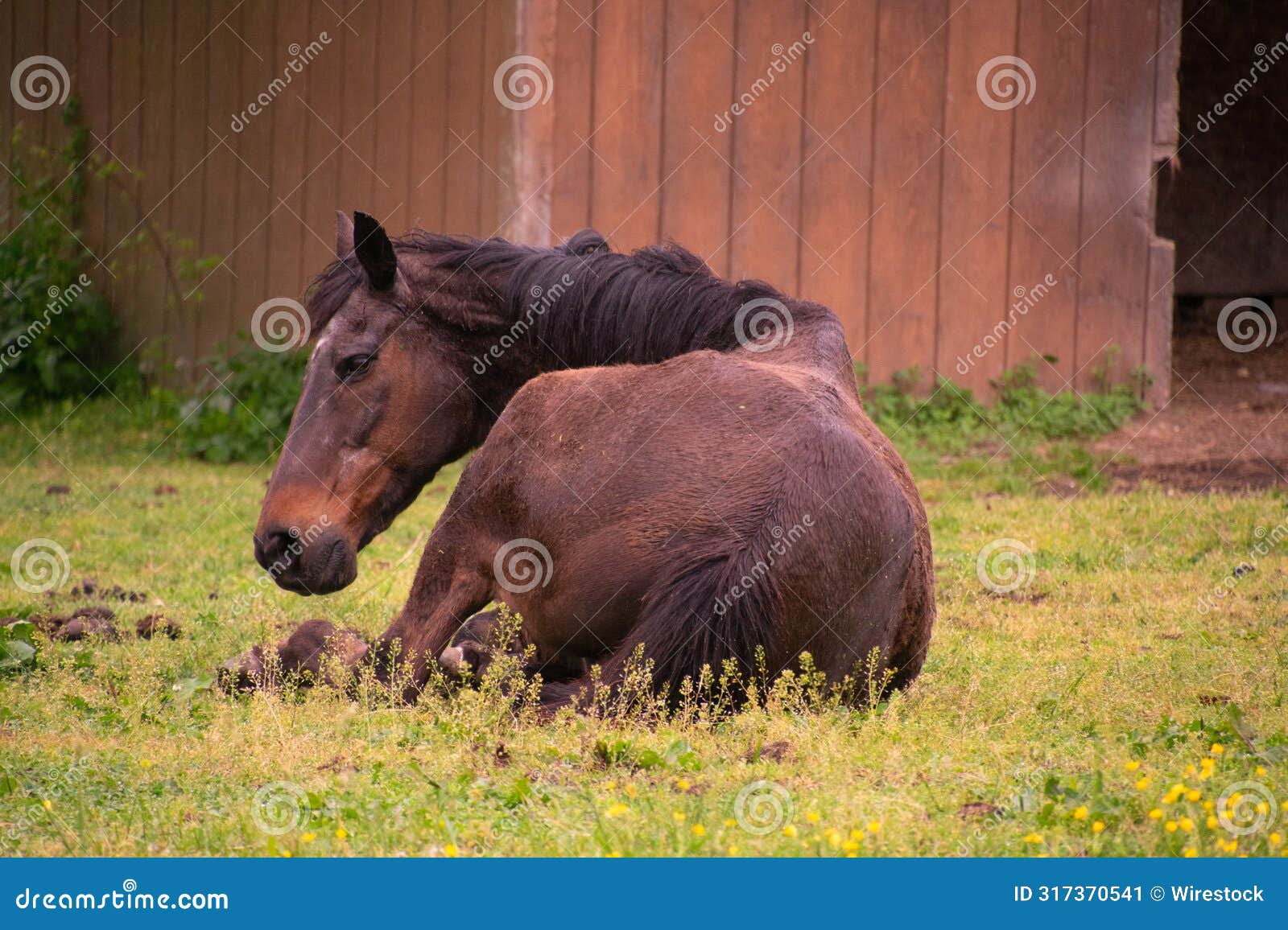 Thoroughbred Horse Resting in a Yard. Stock Image - Image of majestic ...