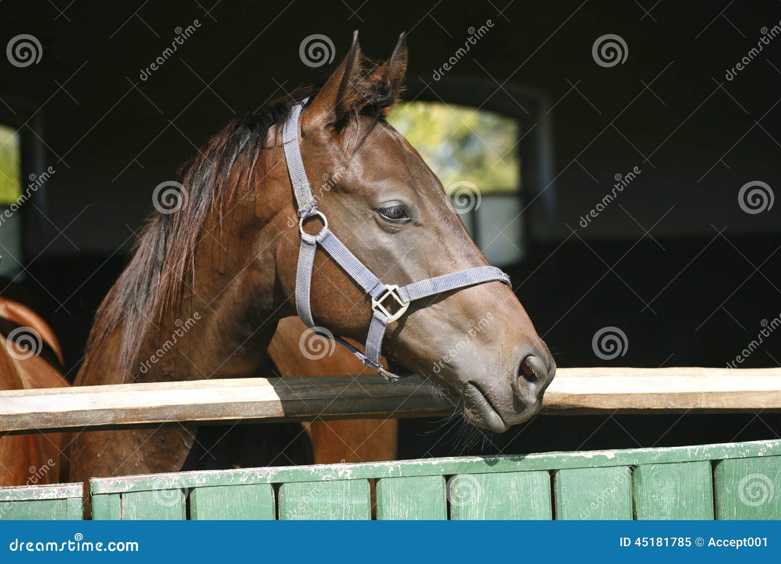 Thoroughbred Horse Standing in the Stable Door Stock Image - Image of ...
