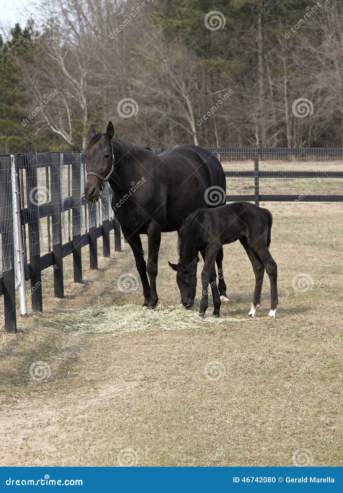 Thoroughbred mare and colt stock photo. Image of graze - 46742080