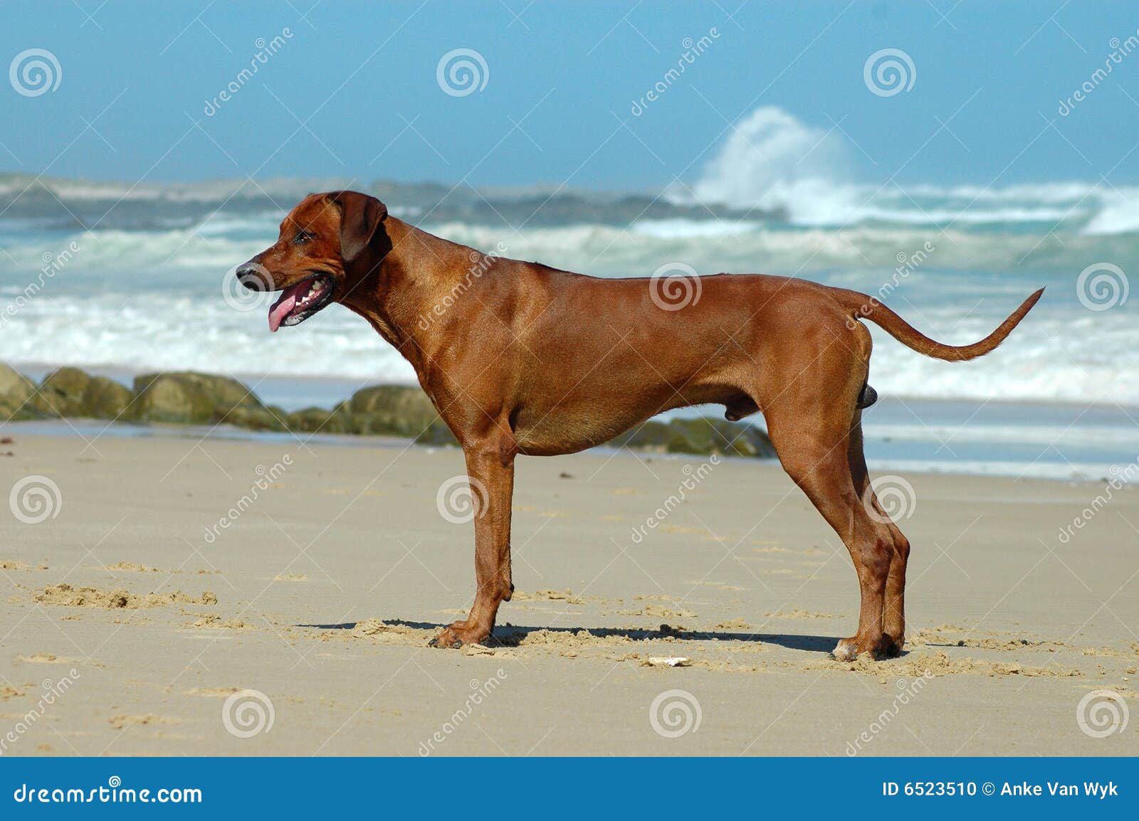 Thoroughbred Rhodesian Ridgeback Stock Photo - Image of african, hound ...