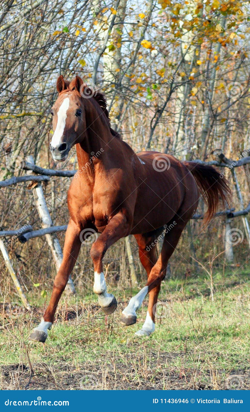 Thoroughbred stallion stock photo. Image of orange, liberty - 11436946