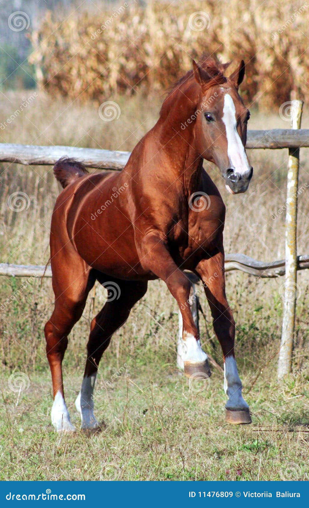 Thoroughbred stallion stock image. Image of liberty, stallion - 11476809
