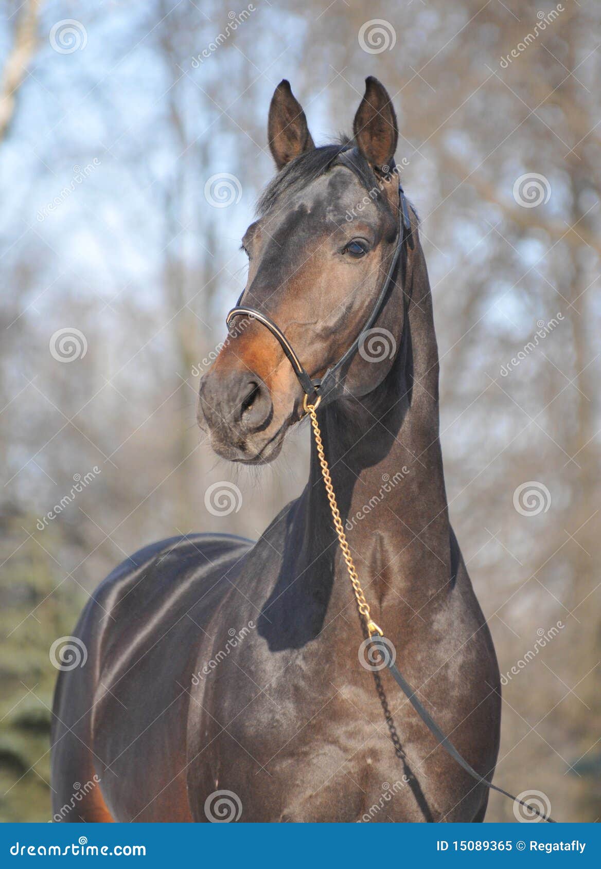 36,071 Thoroughbred Stallion Stock Photos - Free & Royalty-Free Stock ...