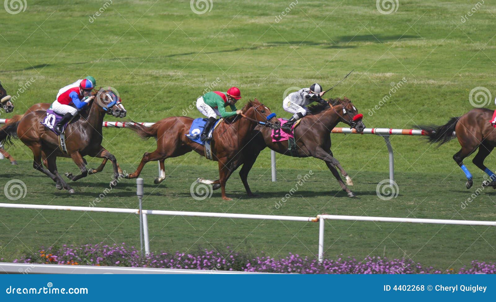 Thoroughbred Turf Race -- 1 Editorial Stock Photo - Image of partner ...
