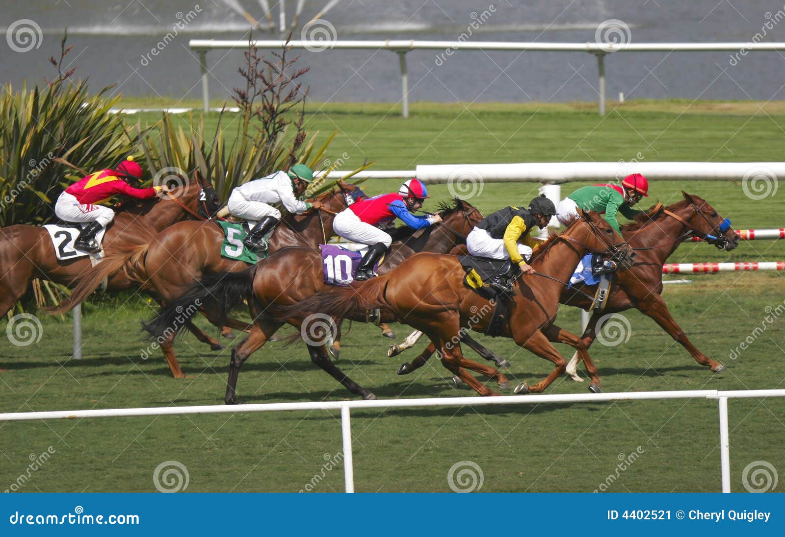 Thoroughbred Turf Race -- 2 Editorial Photo - Image of partner, riding ...