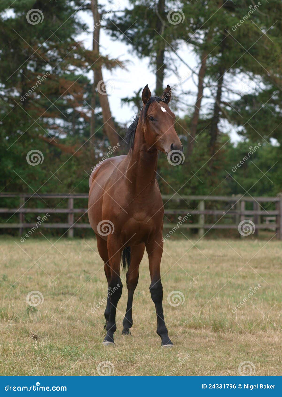 Thoroughbred Yearling stock photo. Image of equine, cute - 24331796