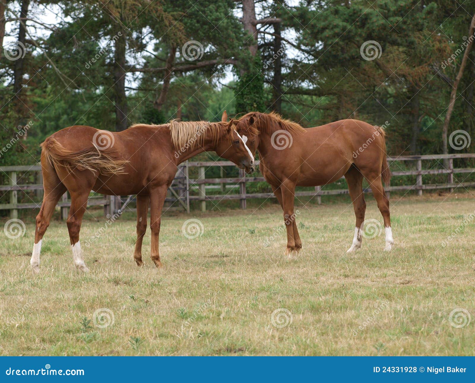 Thoroughbred Yearlings stock photo. Image of filly, baby - 24331928