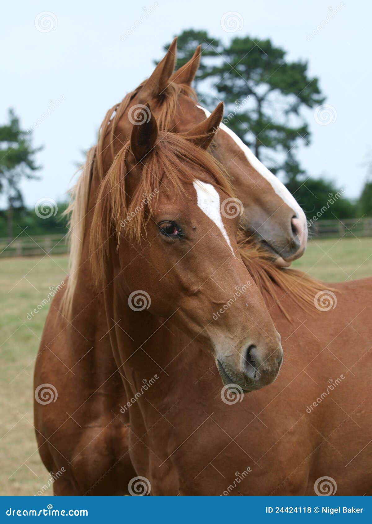 Thoroughbred Yearlings stock photo. Image of thoroughbred - 24424118