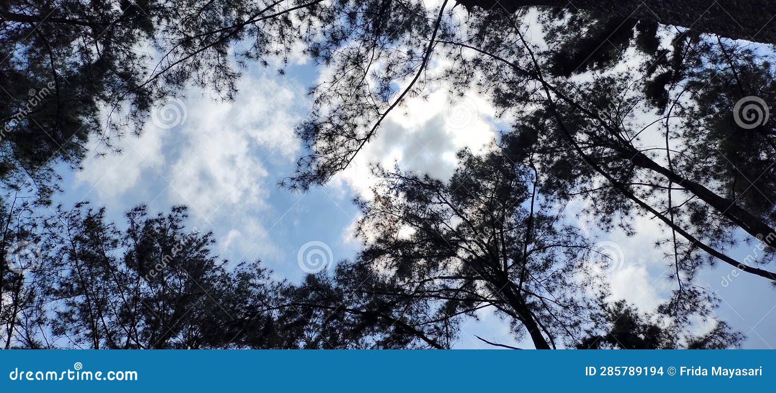 Though a Tree Grows so High, the Falling Leaves Return To the Root ...