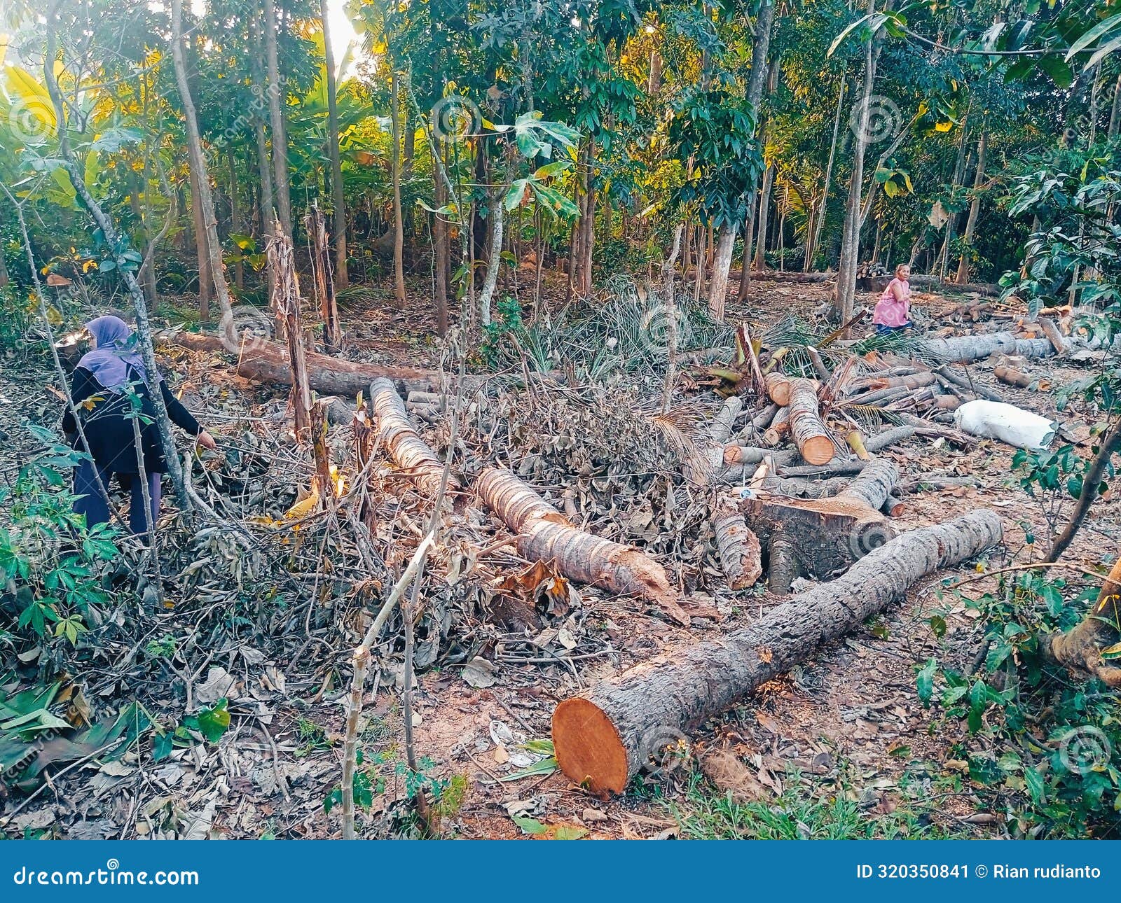 Though a Tree Grows so High, the Falling Leaves Return To the Root ...