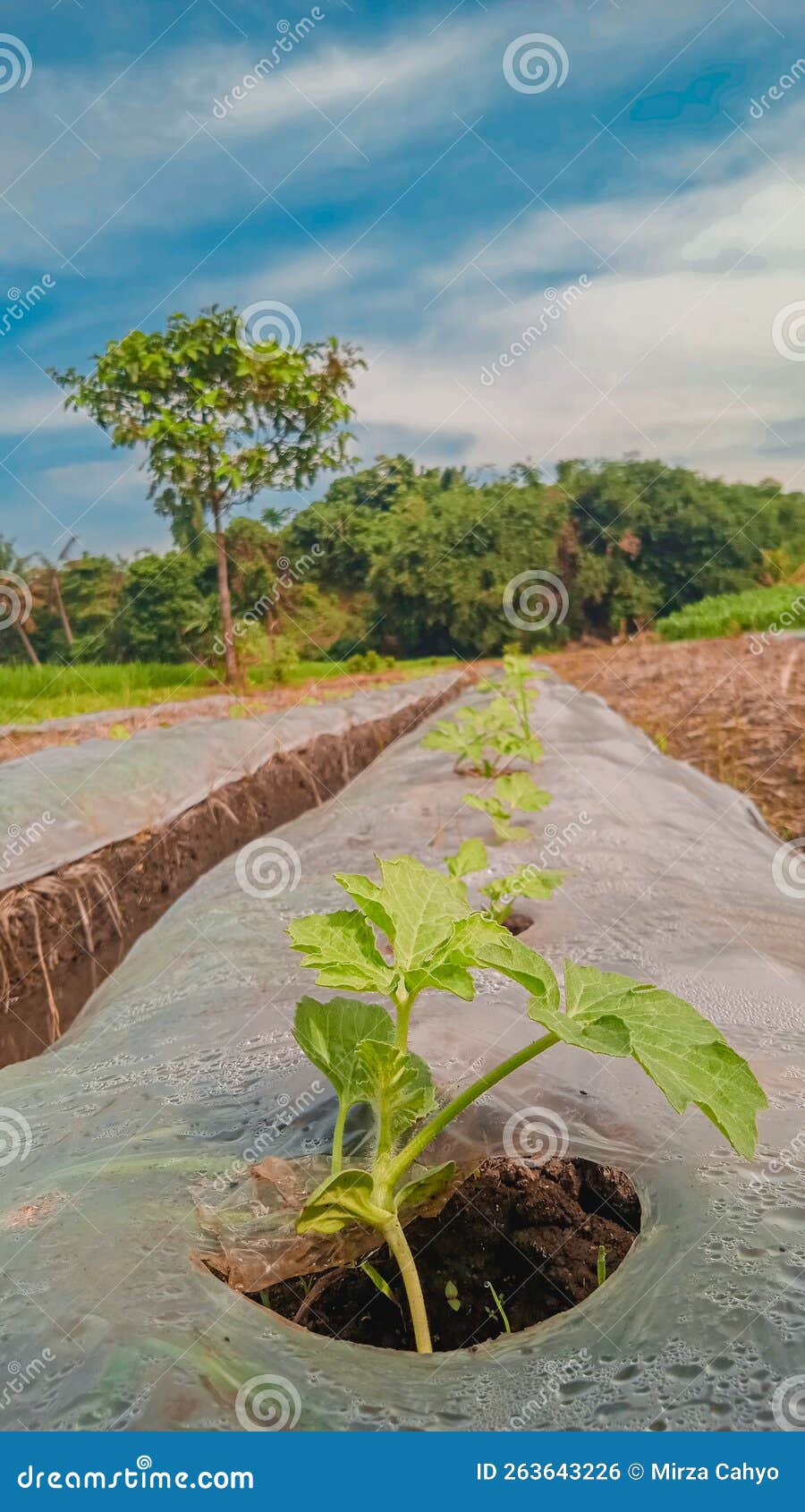 Though a Tree Grows so High, the Falling Leaves Return To the Root ...