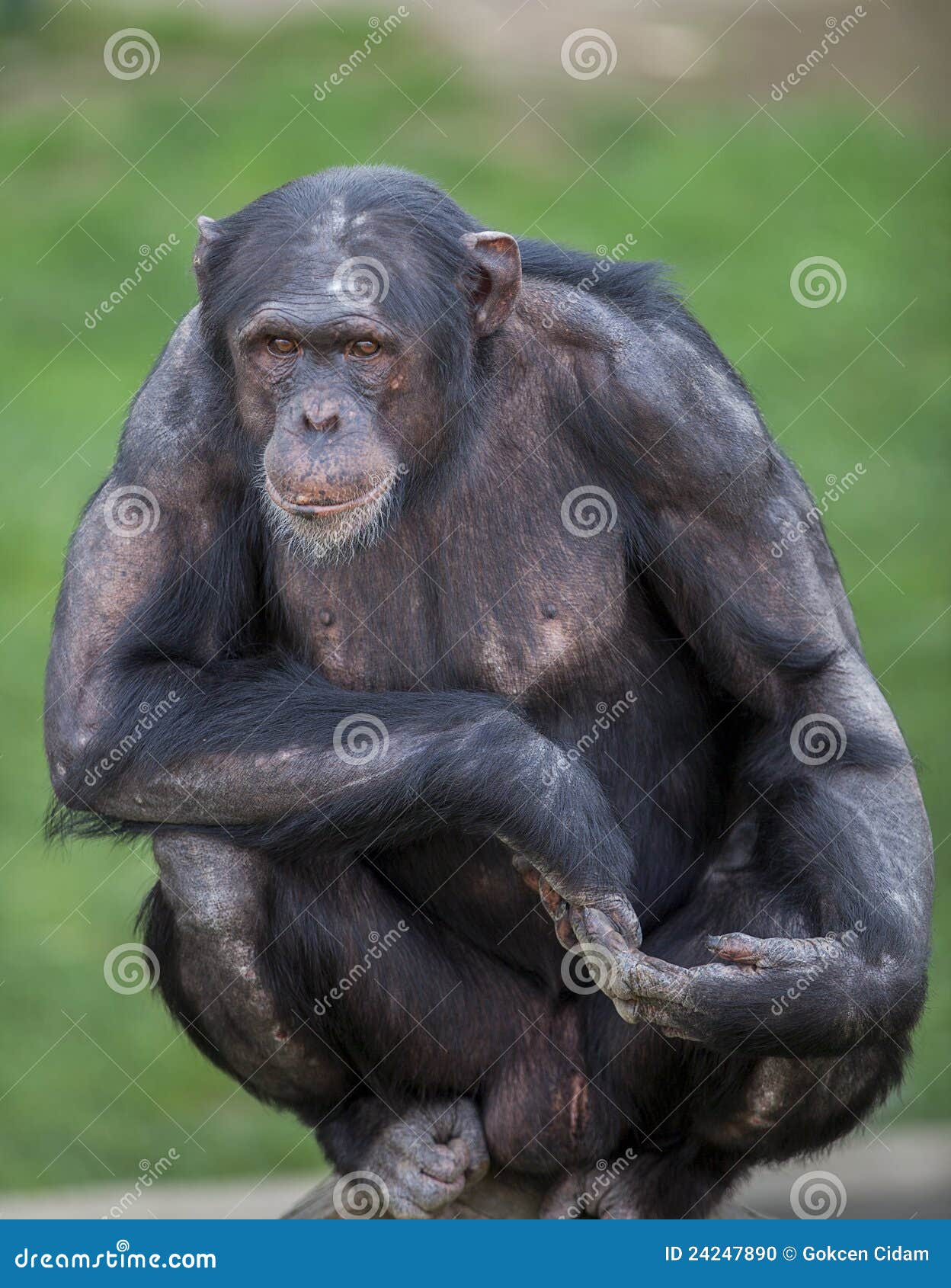 Thoughtful Ape stock photo. Image of waiting, looking - 24247890