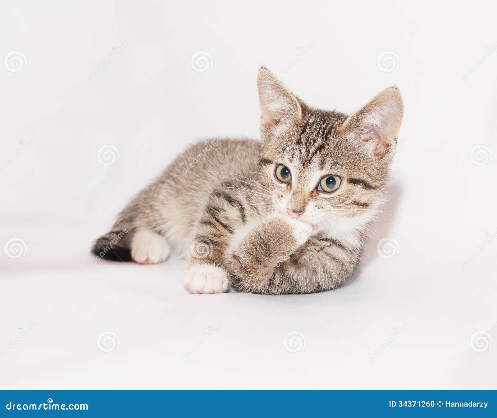Thoughtful cat stock photo. Image of hair, small, exquisite - 34371260