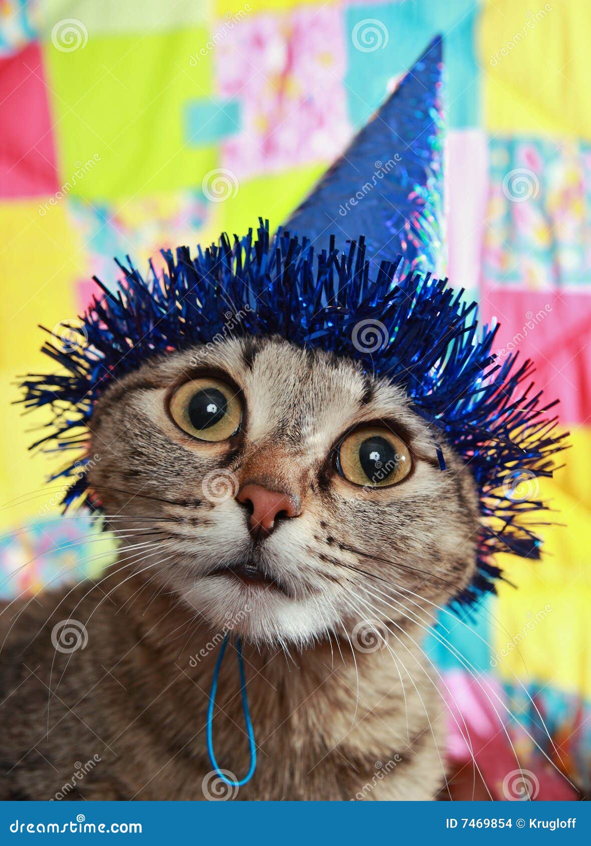 Thoughtful Cat in a Celebratory Cap Stock Photo - Image of ornament ...