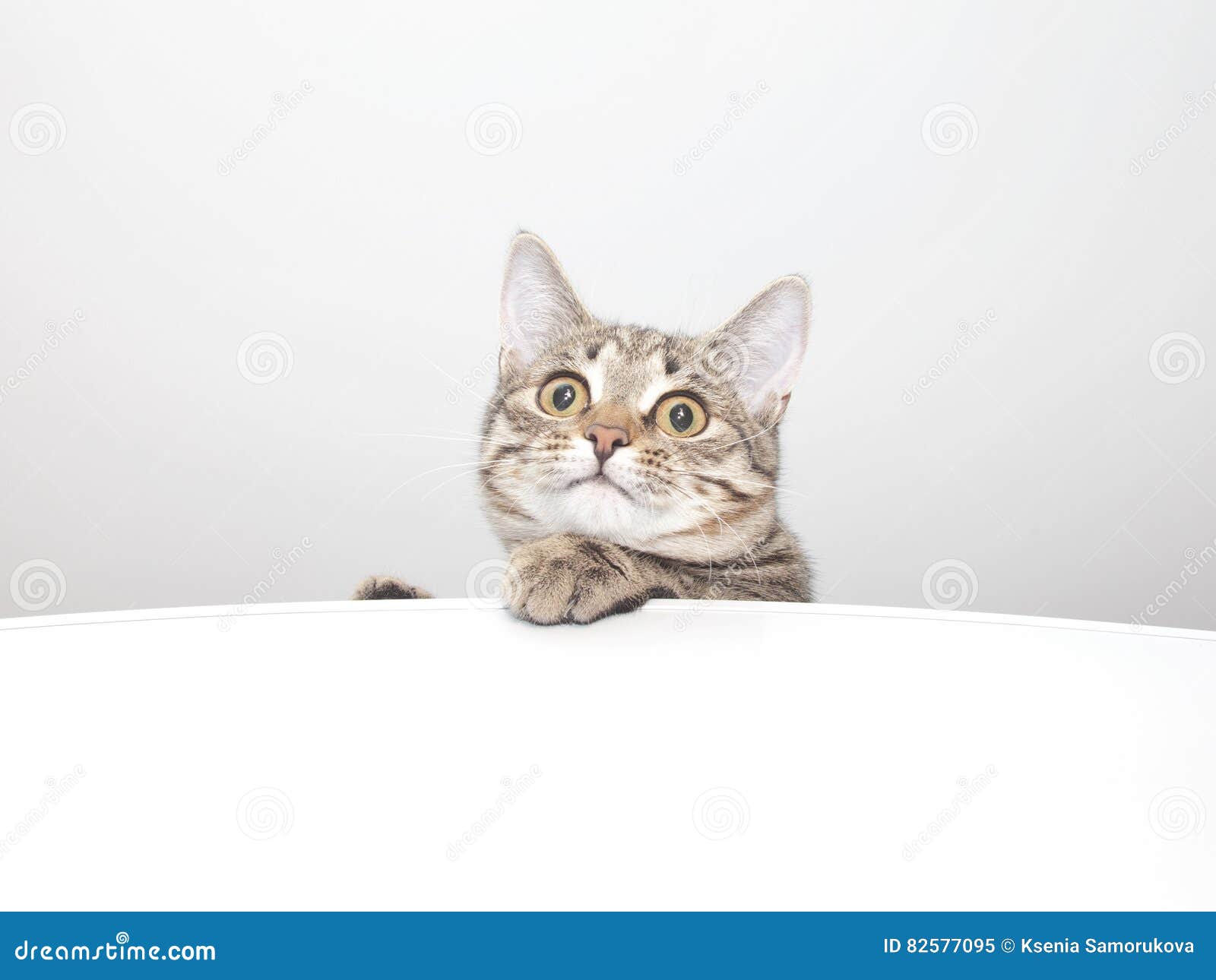 Thoughtful Cat Face. Kitten Portrait Stock Image - Image of muzzle ...