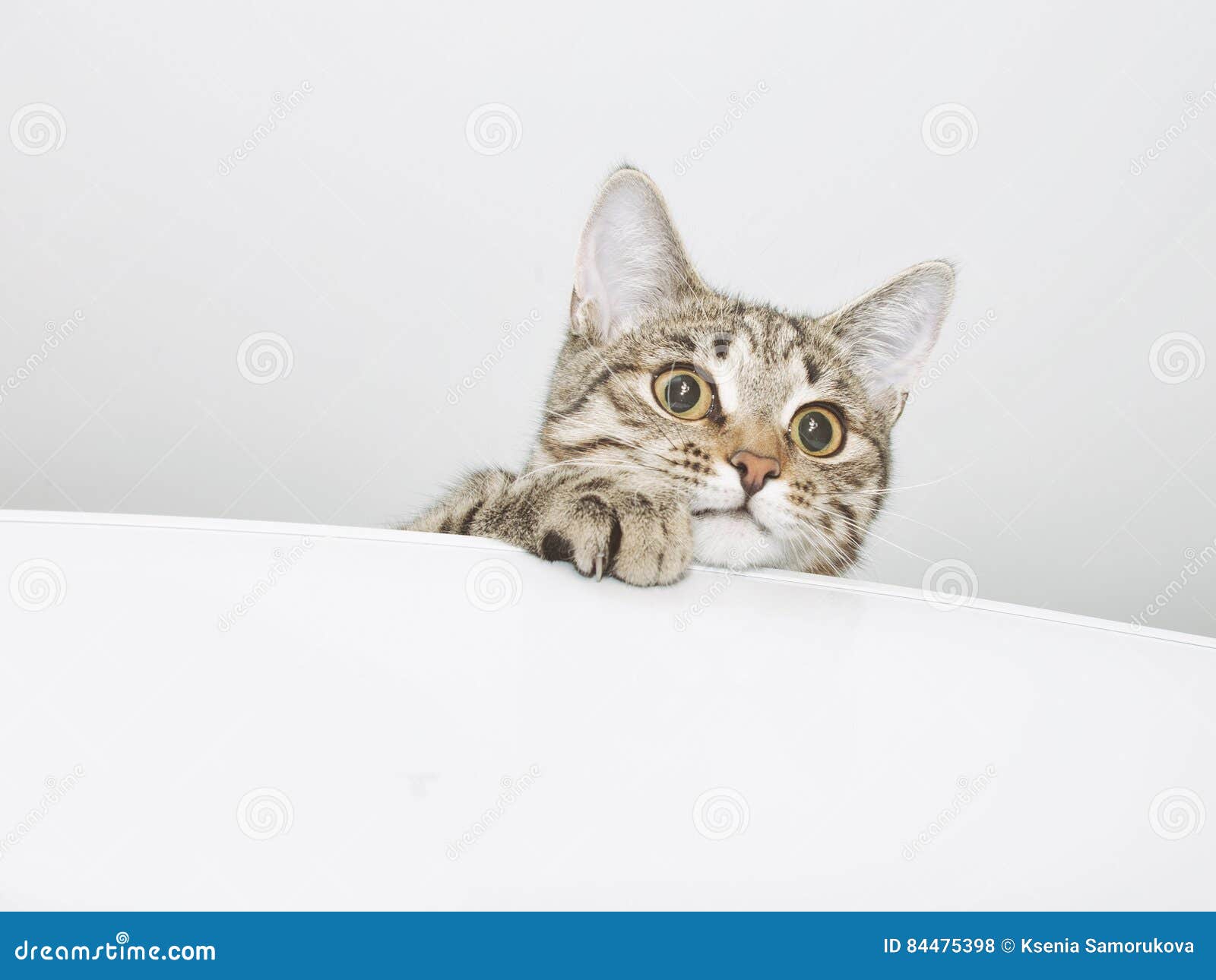 Thoughtful Cat Face. Kitten Portrait Stock Photo - Image of kitty ...